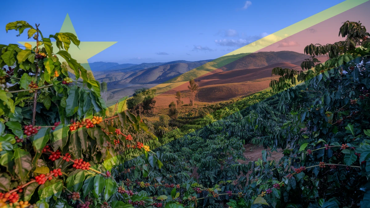 A Guide to Congo Coffee Beans: Regions, Flavors & Origins