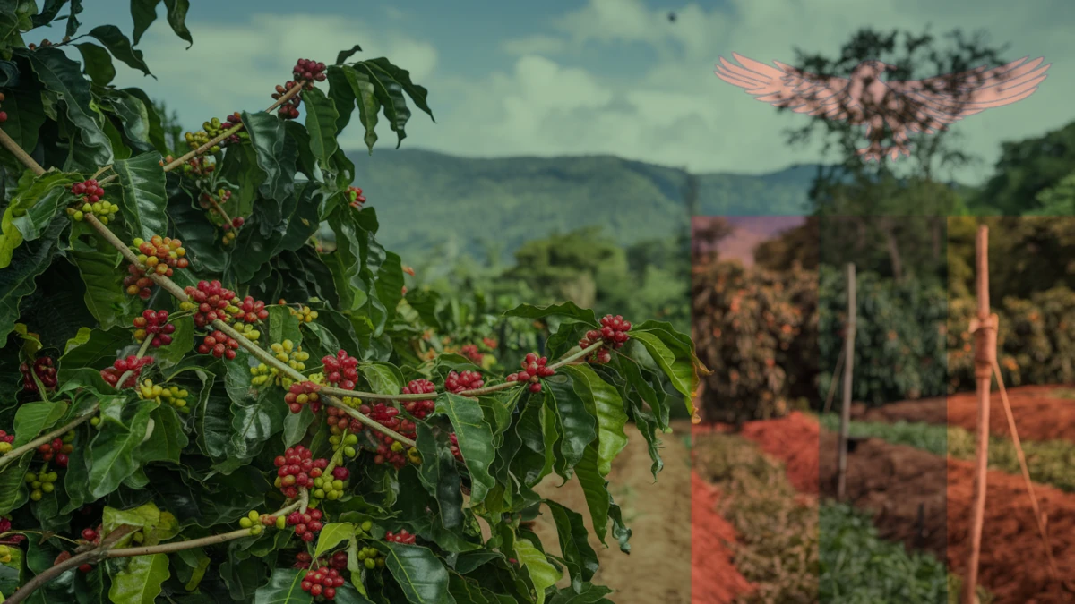 Zambia Coffee: Where It’s Grown and Why It’s Unique