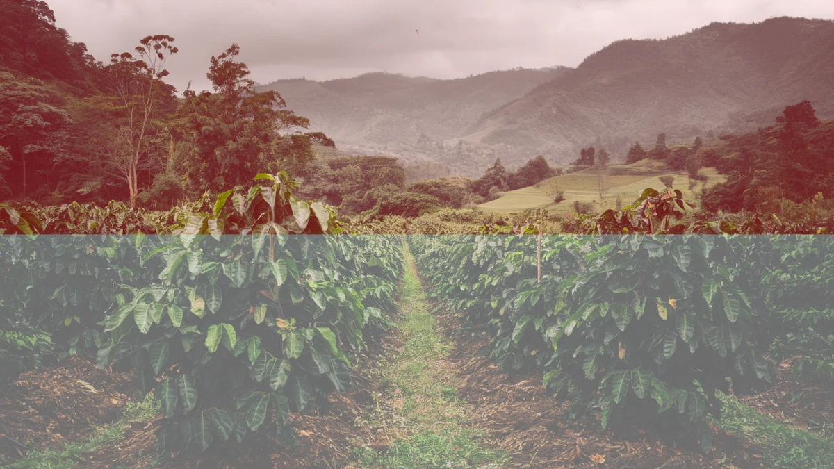 Sumatra Coffee: A Guide to Its Earthy Flavors & Regions